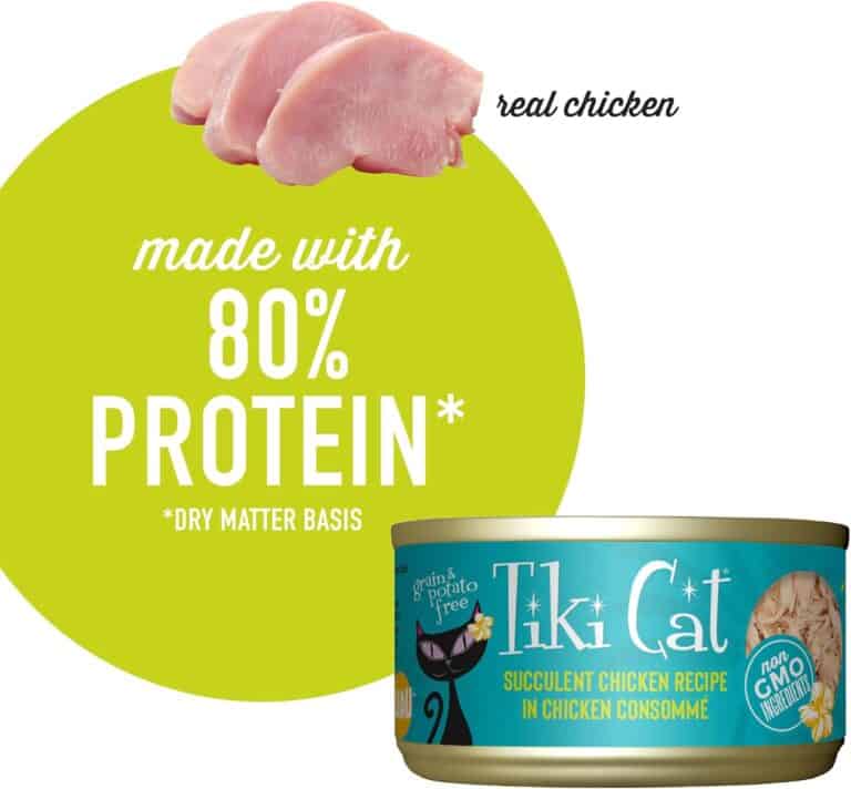 Best Cat Food, How to Choose the Best Nutrition for Your Cat