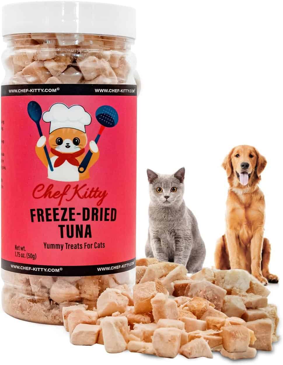 Best Cat Food, How to Choose the Best Nutrition for Your Cat